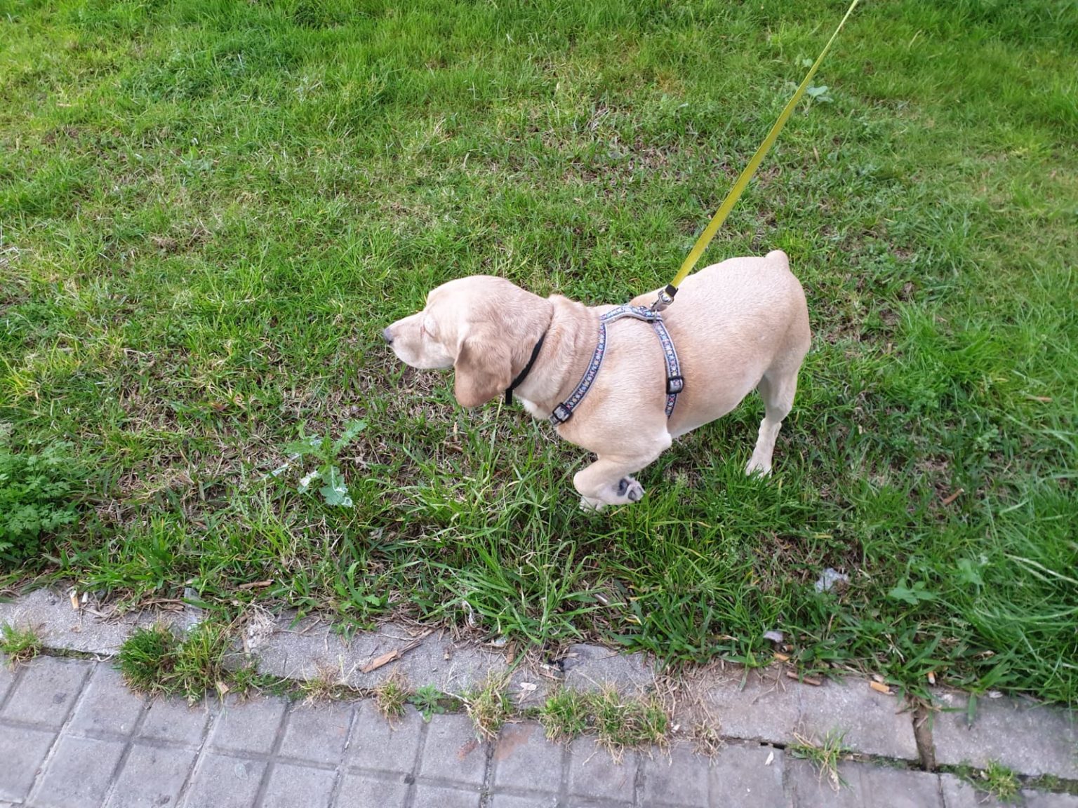 ¡Sé responsable! No saques al perro para pasear o hacer deporte ...